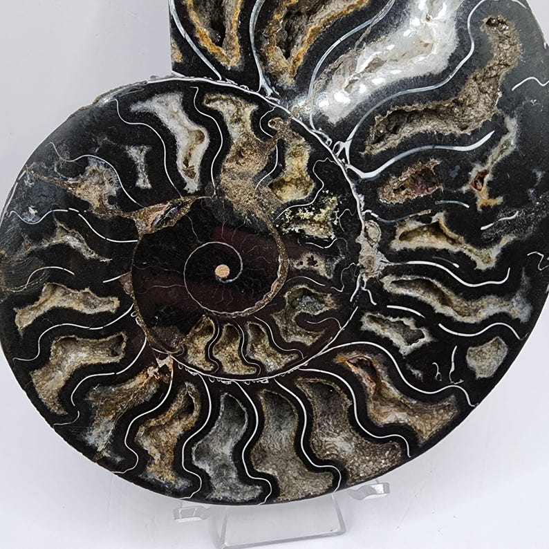 Polished Ammonite From Madagascar - Etsy
