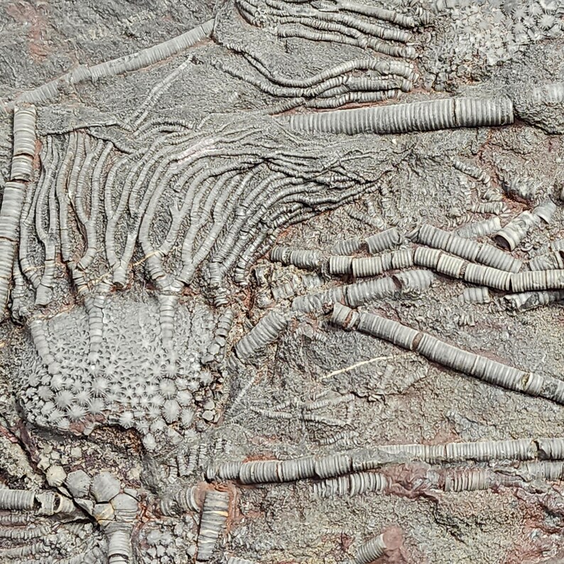 Fancy Fossil - Crinoid Plate - Etsy