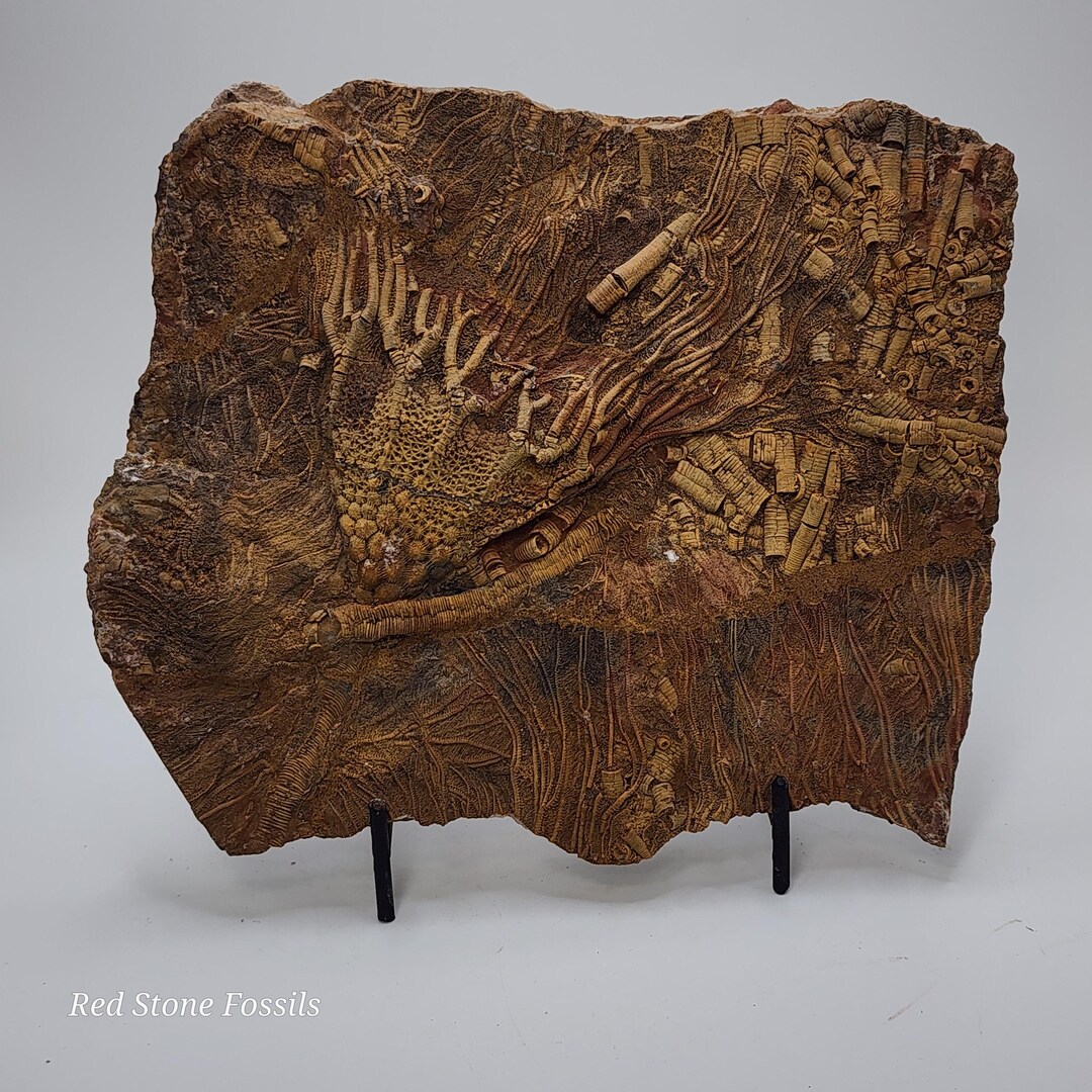 Perfect Crinoid Plate - Etsy