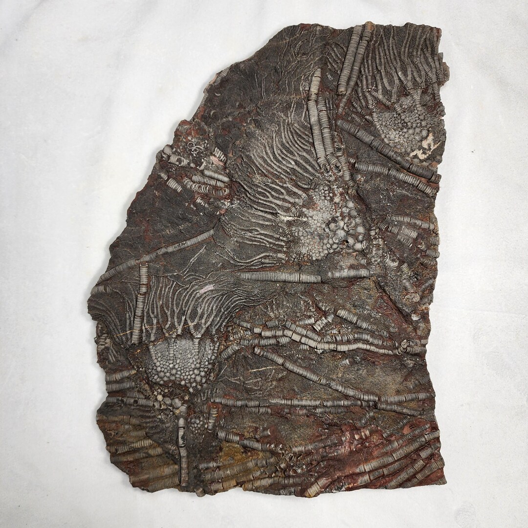 Fancy Fossil - Crinoid Plate - Etsy