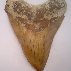 Rustic Root Meg Teeth Package - Etsy