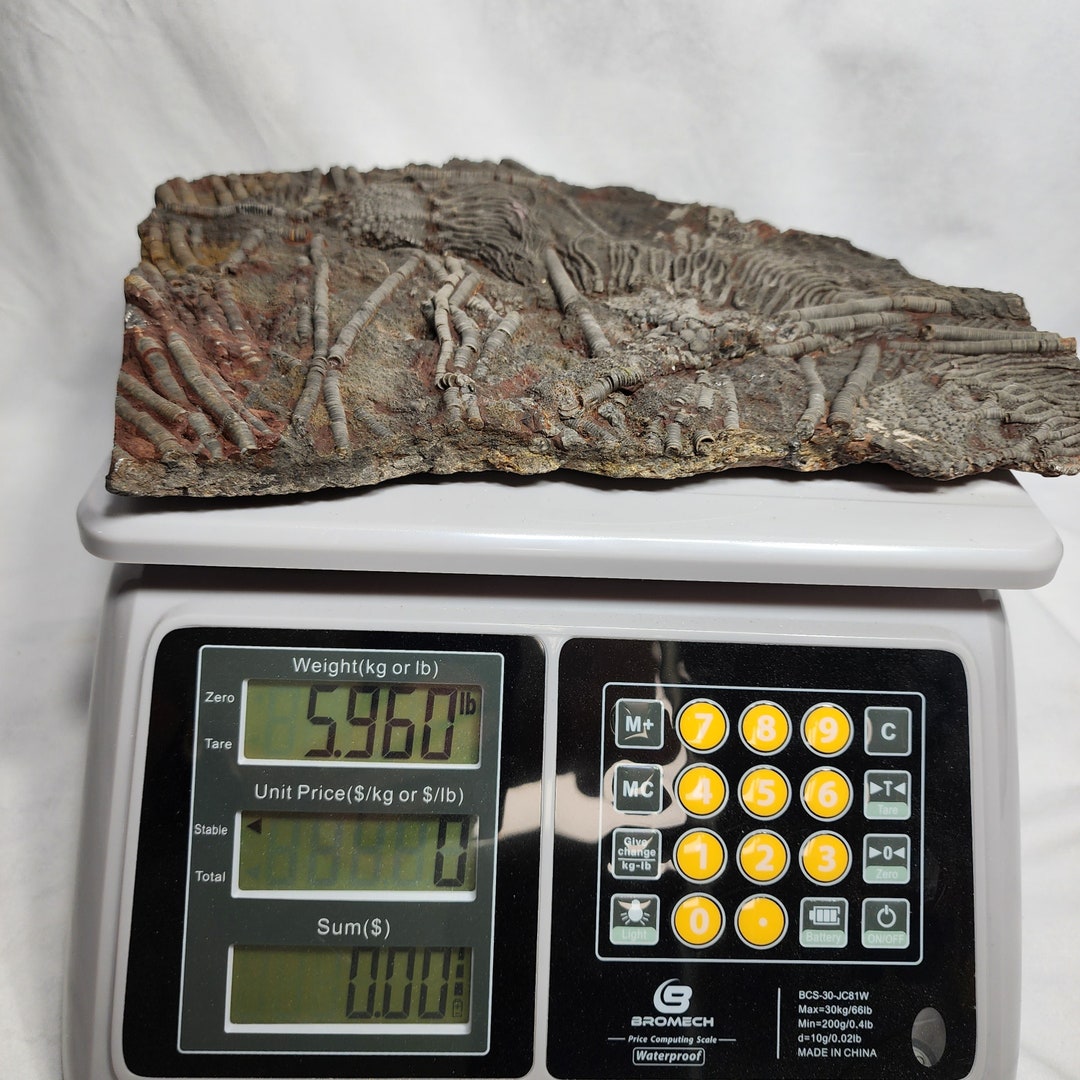 Fancy Fossil Crinoid Plate - Etsy
