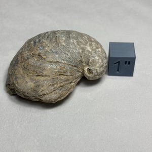 Stunning Exogyra Ponderosa - Etsy