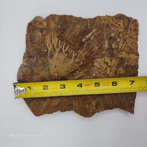 Perfect Crinoid Plate - Etsy