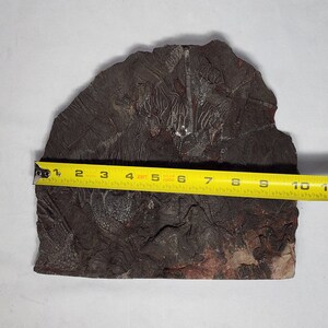 Detailed Crinoid Plate - Etsy