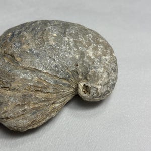 Stunning Exogyra Ponderosa - Etsy