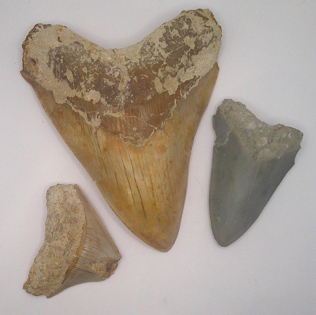 Rustic Root Meg Teeth Package - Etsy