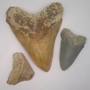 Rustic Root Meg Teeth Package - Etsy