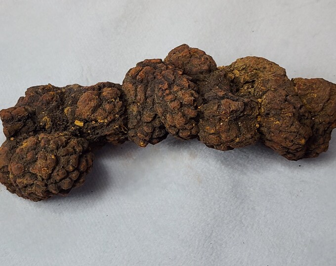 Genuine Fossilized Feces coprolite - Etsy