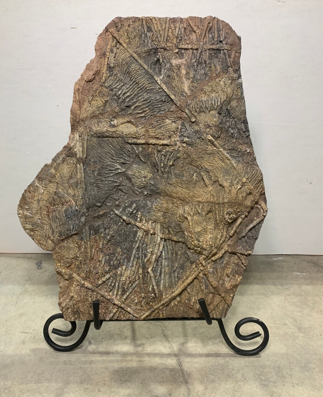 Giant Crinoid Plate - Etsy