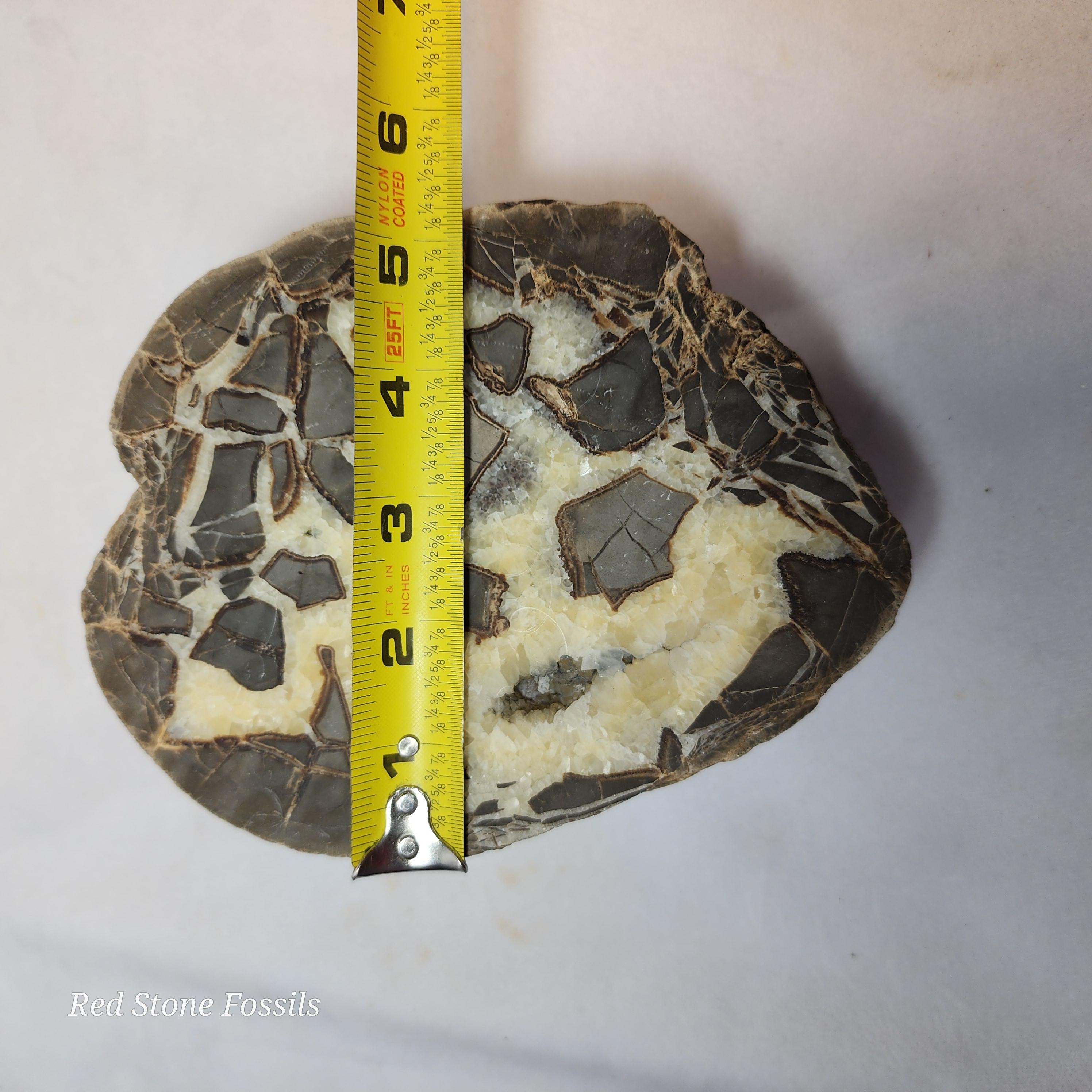 Crystal Cavity Septarian Nodule - Etsy