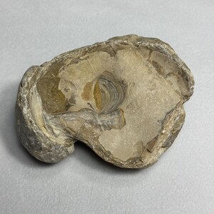 Stunning Exogyra Ponderosa - Etsy