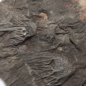 Detailed Crinoid Plate - Etsy