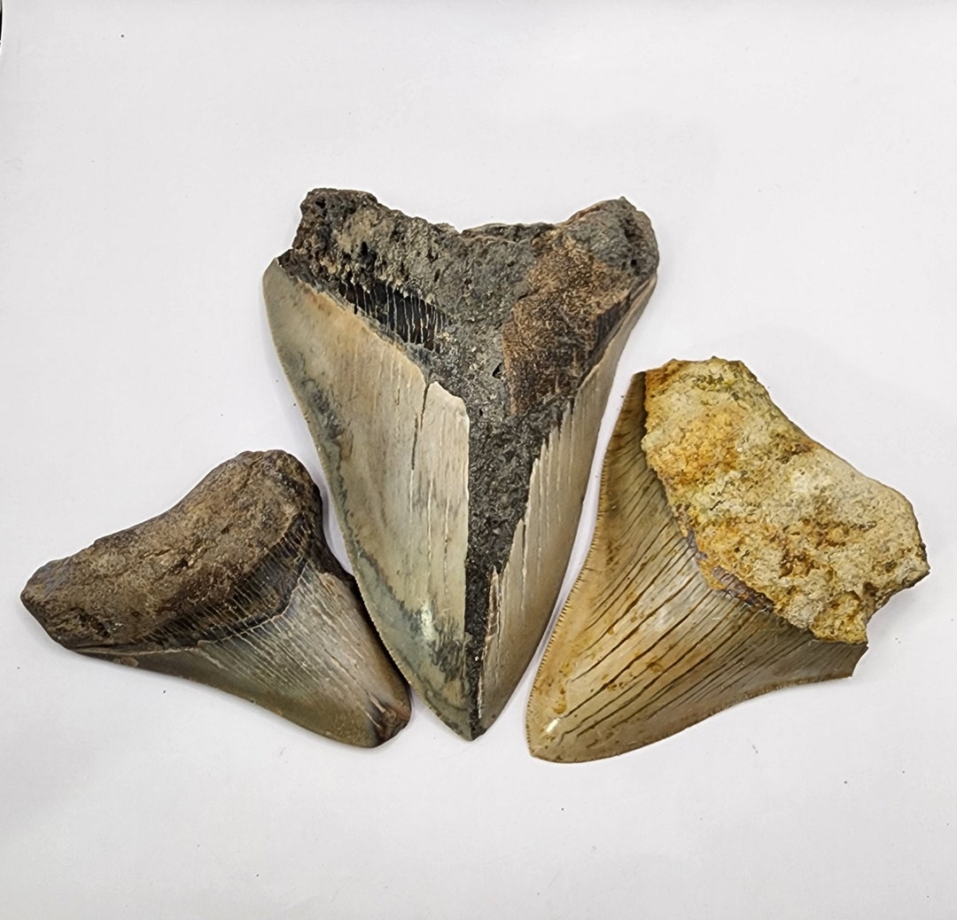 Great Starter Meg Teeth Package - Etsy