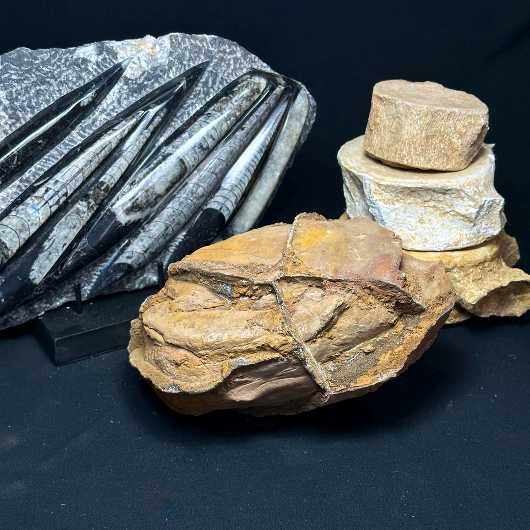 Raw Septarian Nodule - Etsy