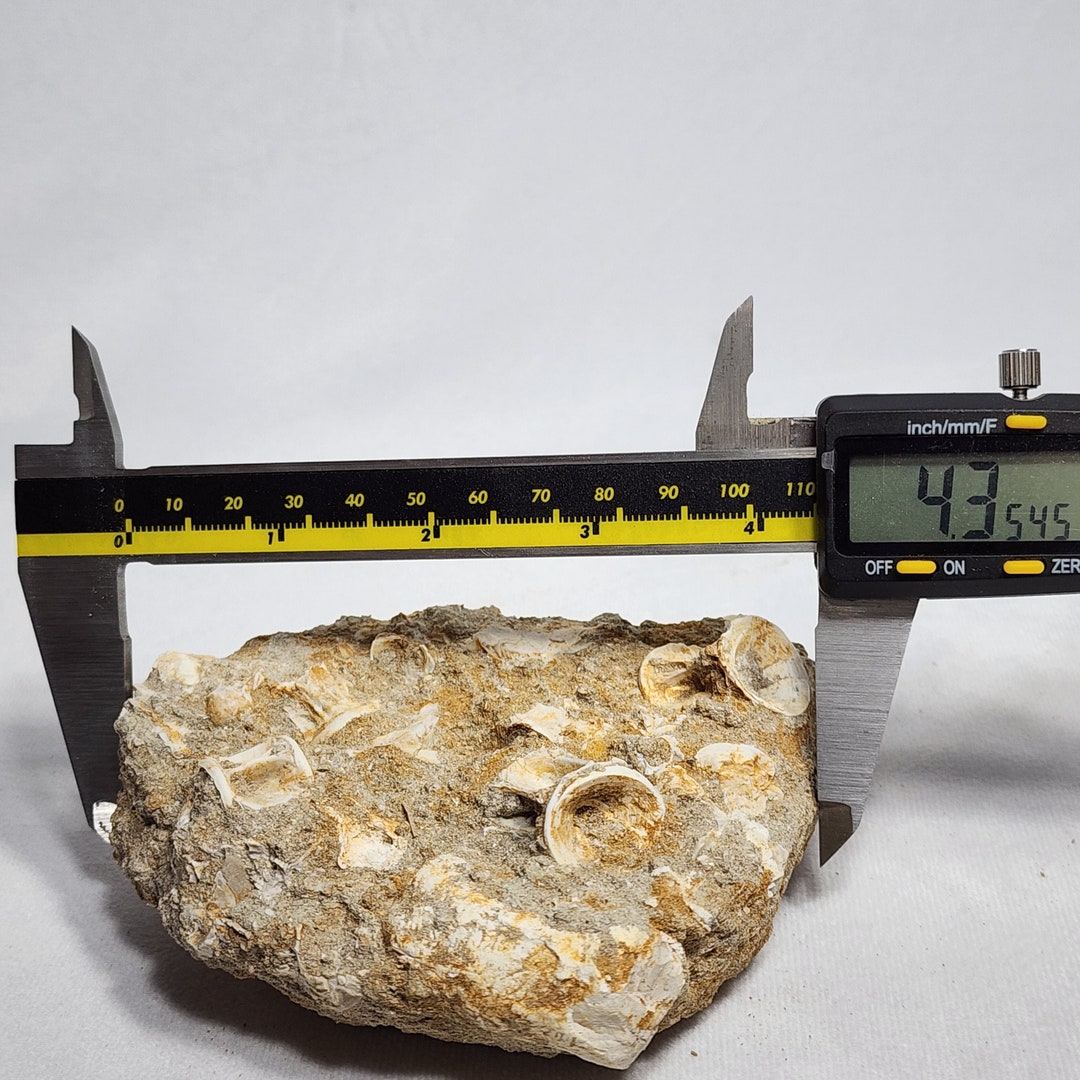 Detailed Fish Vertebrae in Matrix - Etsy