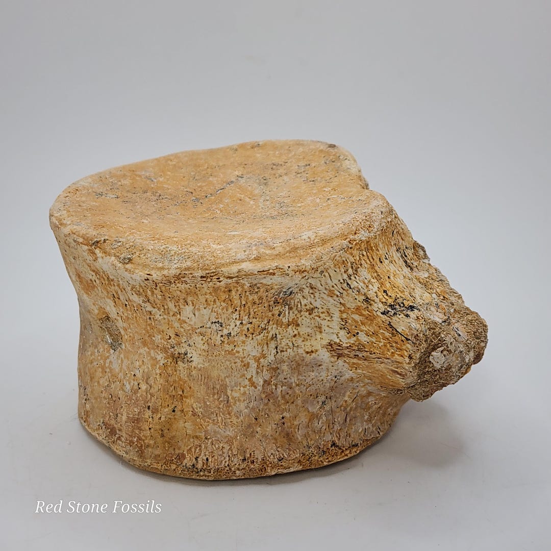 Fossilized Vertebrae - Etsy