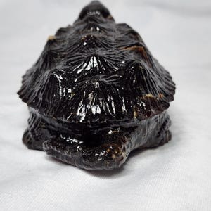 Sumatran Amber Snapping Turtle - Etsy