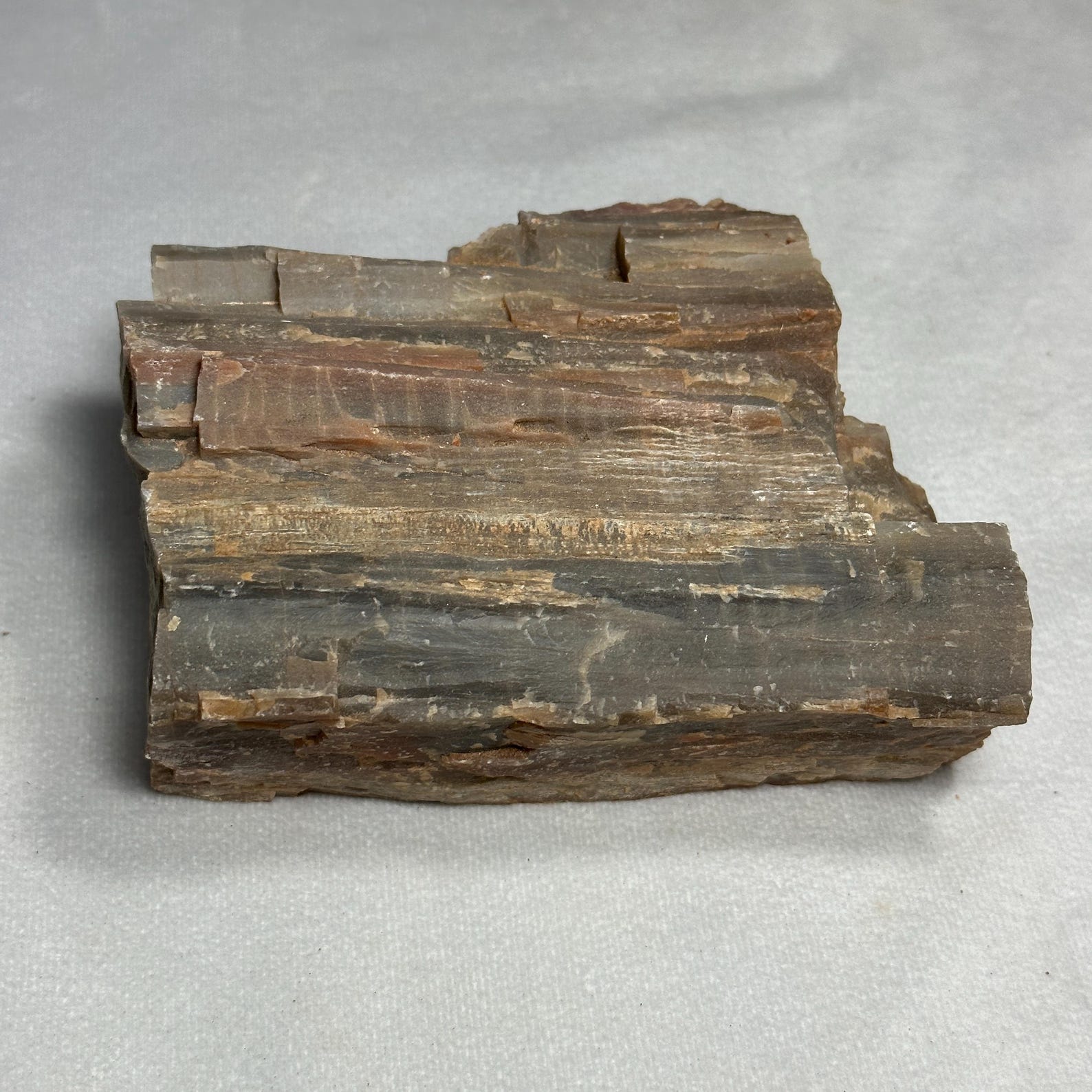 Amazing Arizona Petrified Wood - Etsy