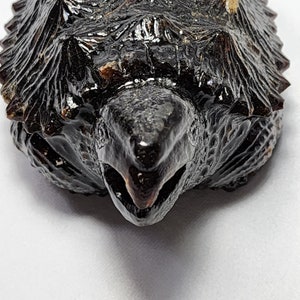 Sumatran Amber Snapping Turtle - Etsy