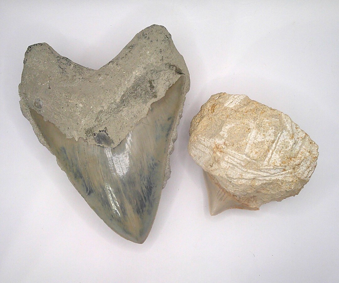 Whole Matrix Meg Tooth Package - Etsy