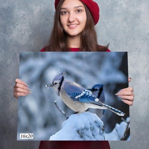 Blue Jay in Snow Photo Wall Art - Etsy