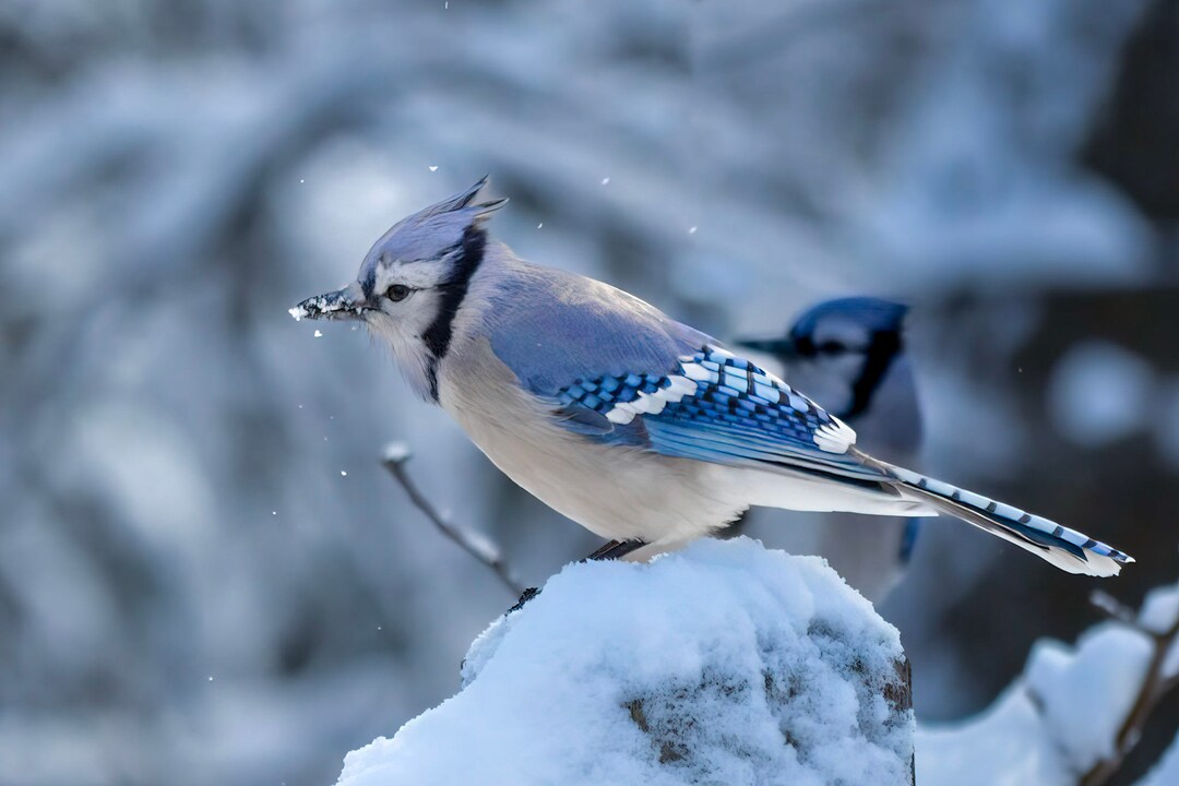 Blue Jay in Snow Photo Wall Art - Etsy