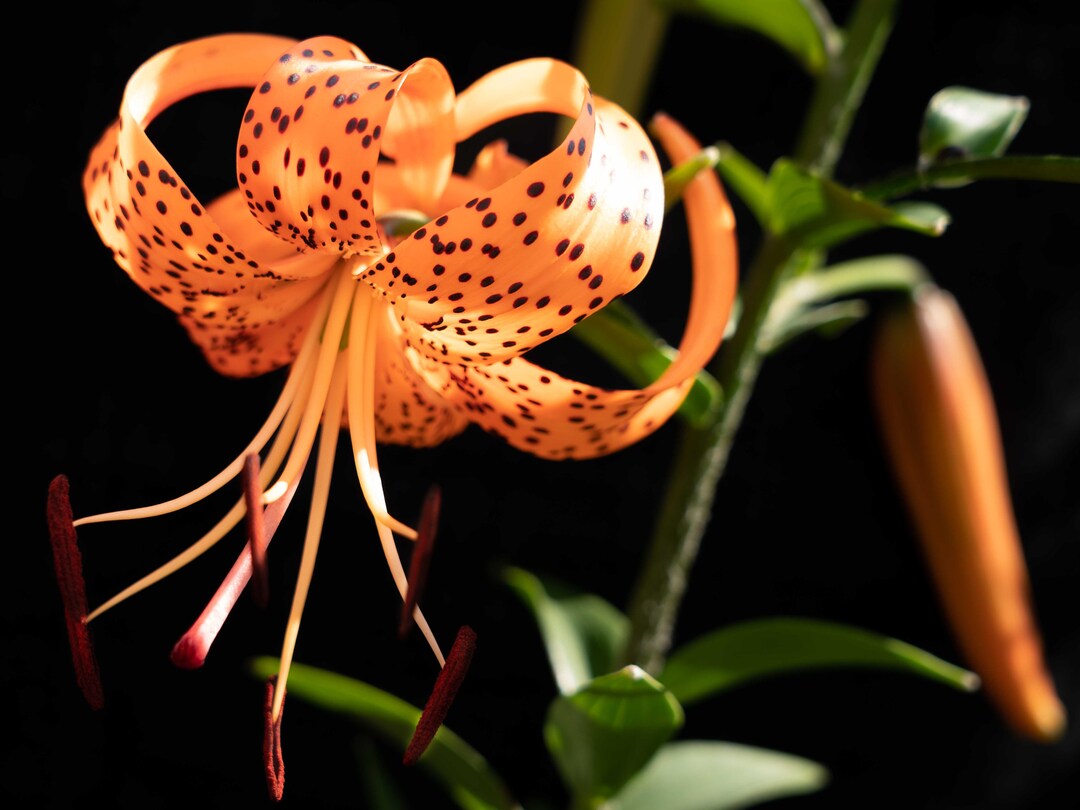 Single (stargazer) Tiger Lily Bloom Photography Wall Art - Etsy