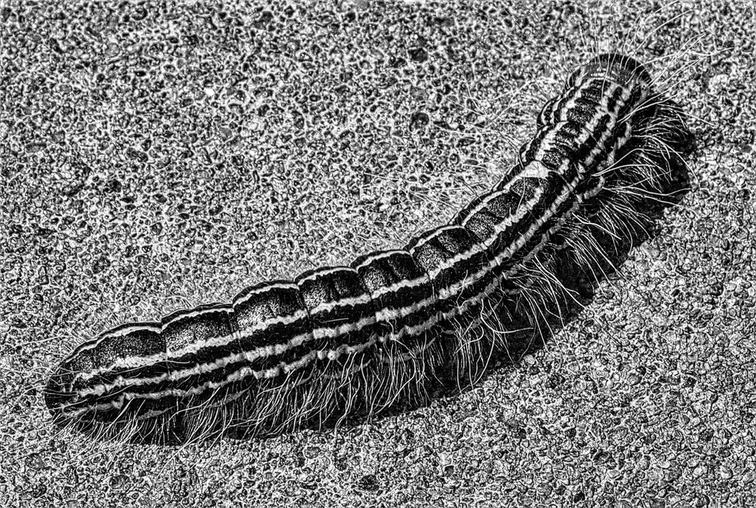 Caterpillar (digital) - Etsy