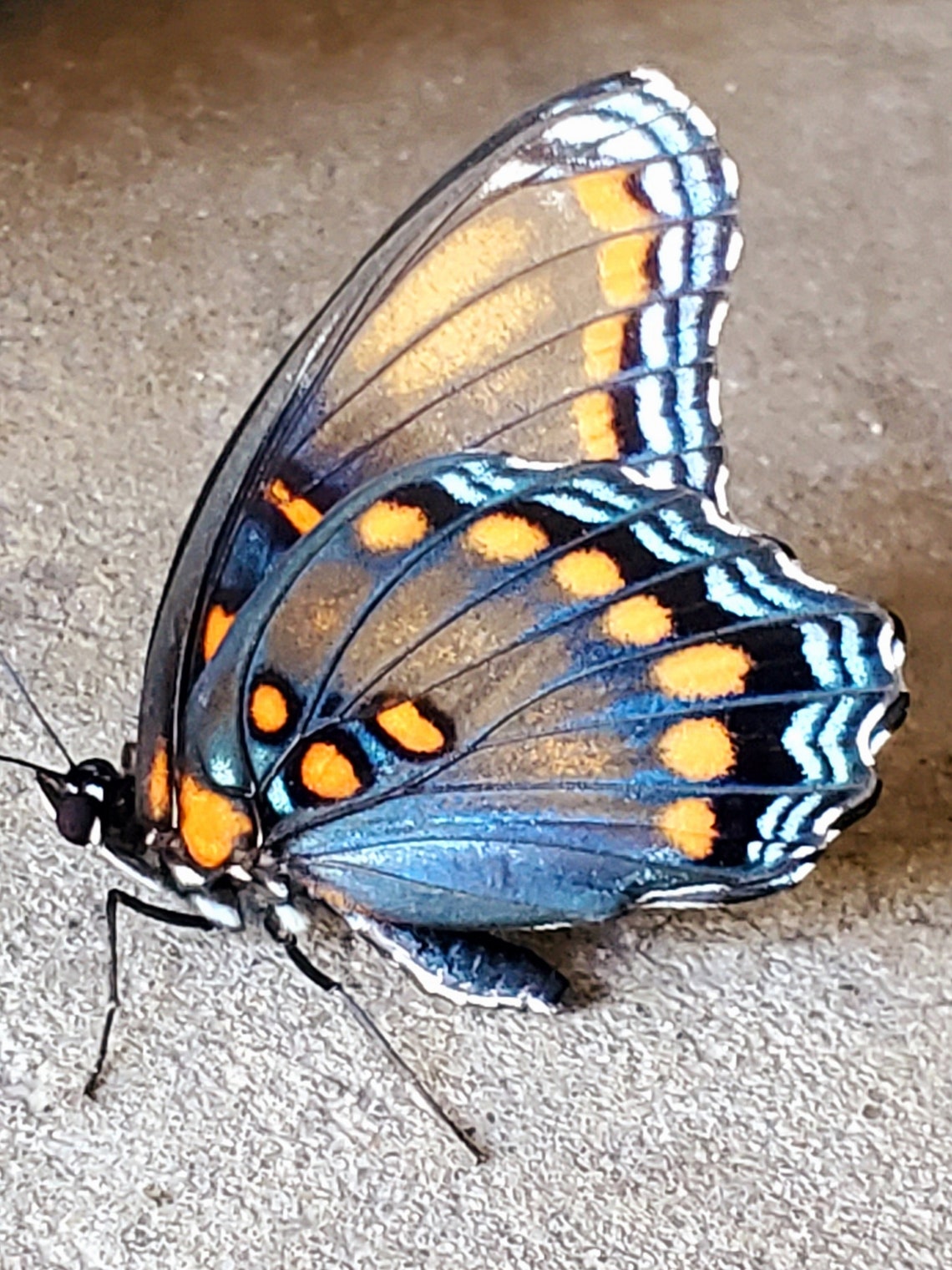 Blue Butterfly (digital) - Etsy