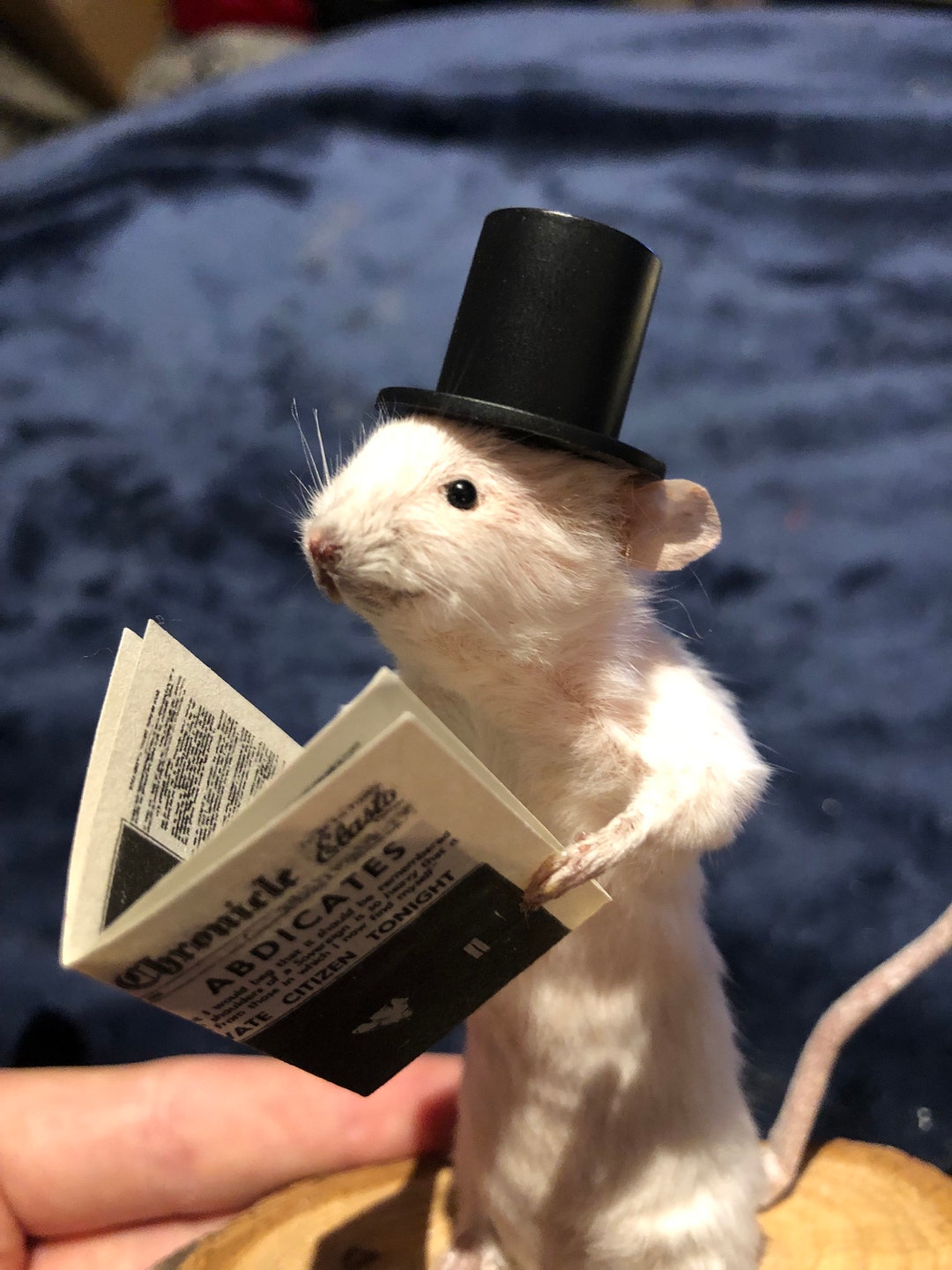 Taxidermy Gentleman Mouse Reading the Paper Oddities Curiosity Funny ...