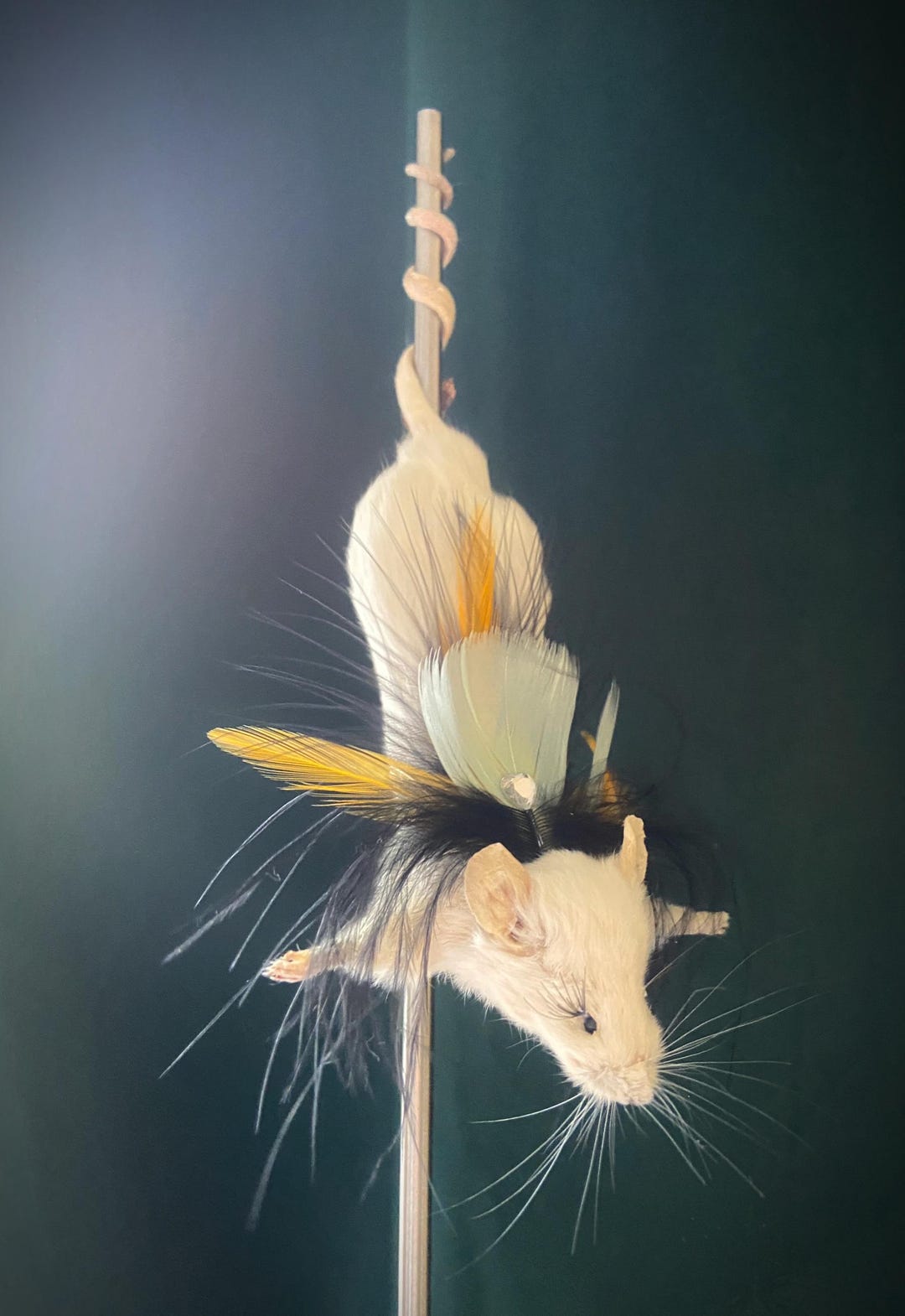 Taxidermy Pole Dancing Feather Stripper Mouse Anthropomorphic - Etsy