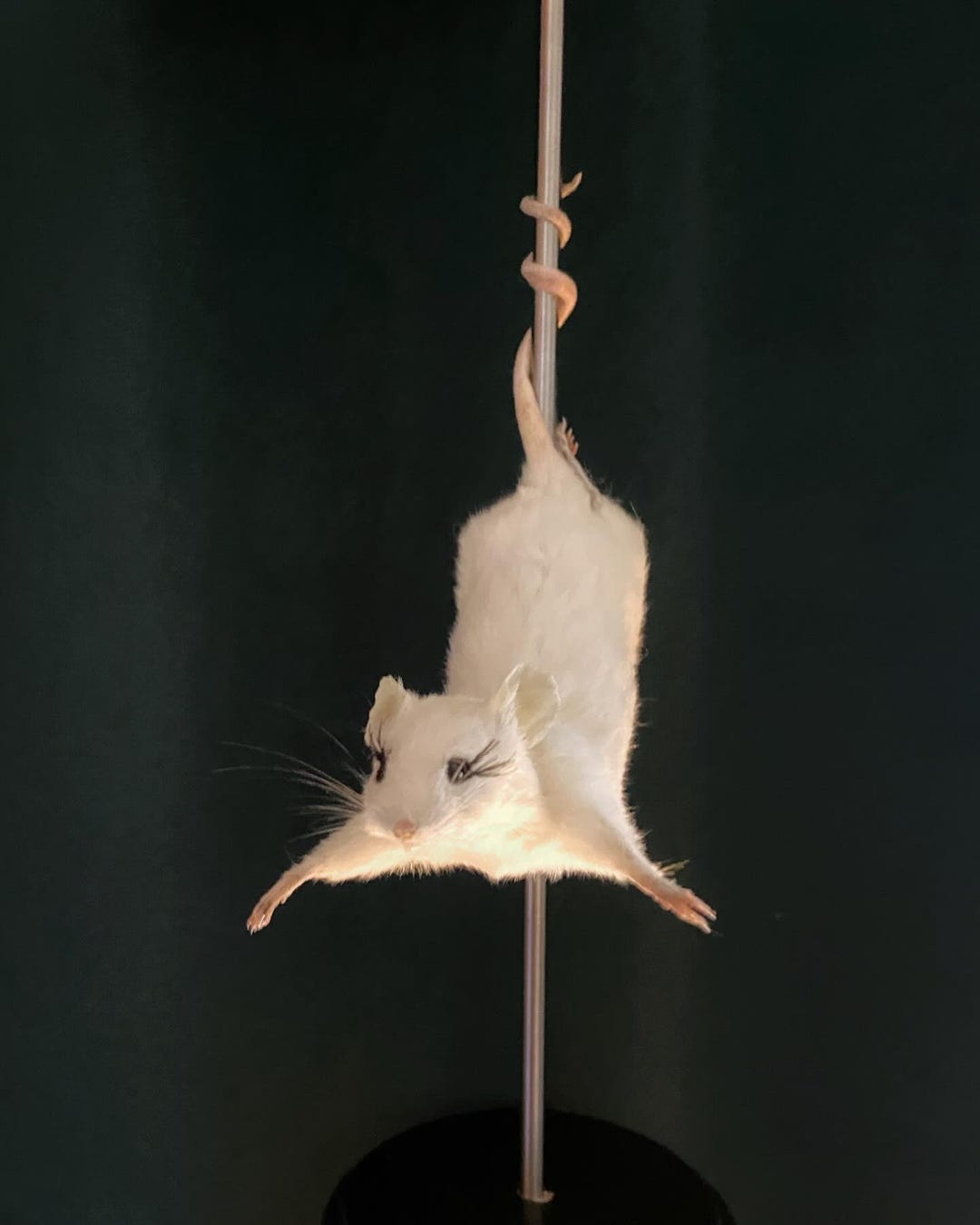 Taxidermy Pole Dancing Stripper Mouse - Etsy