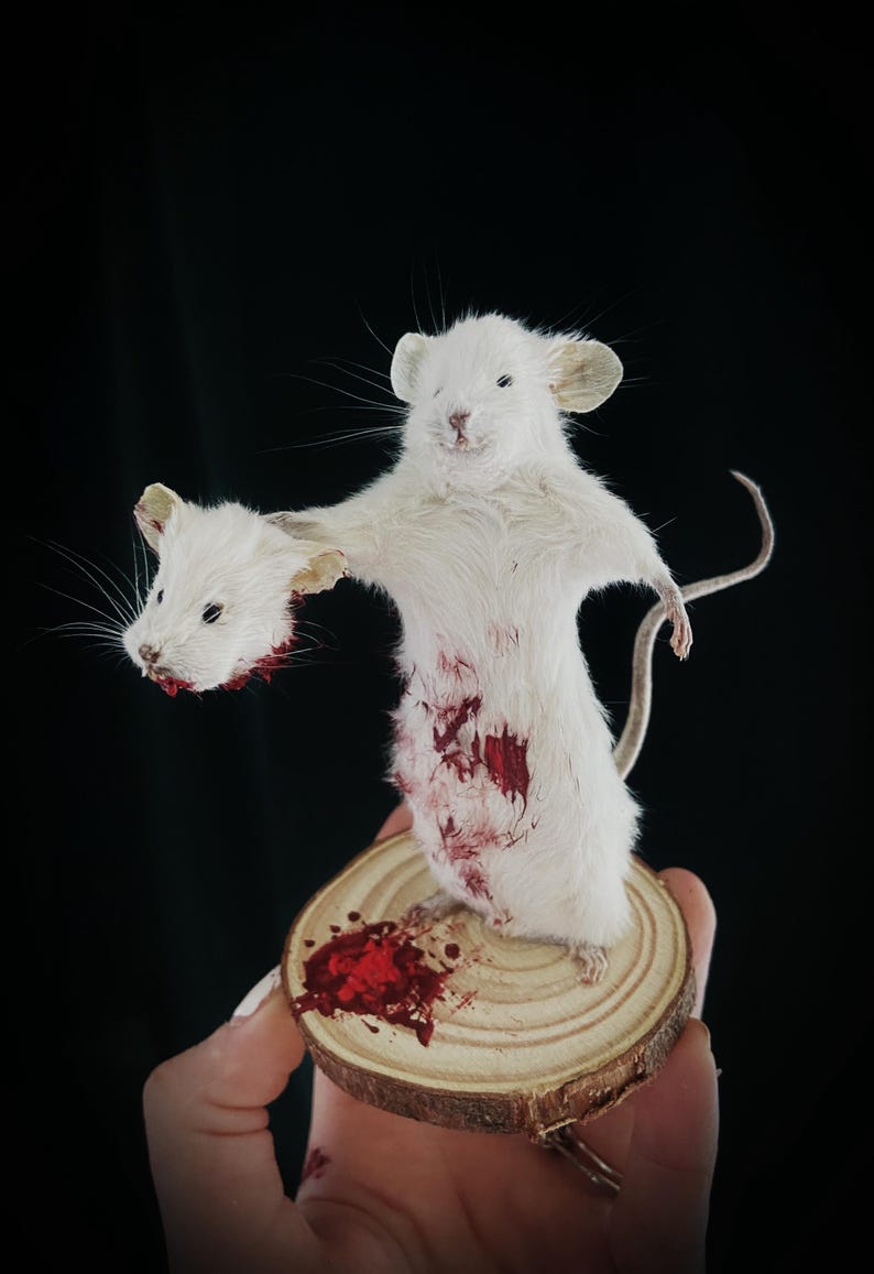 Taxidermy Mouse / Horror Fan Gift / Ed Gein Art / Gothic Homeware - Etsy