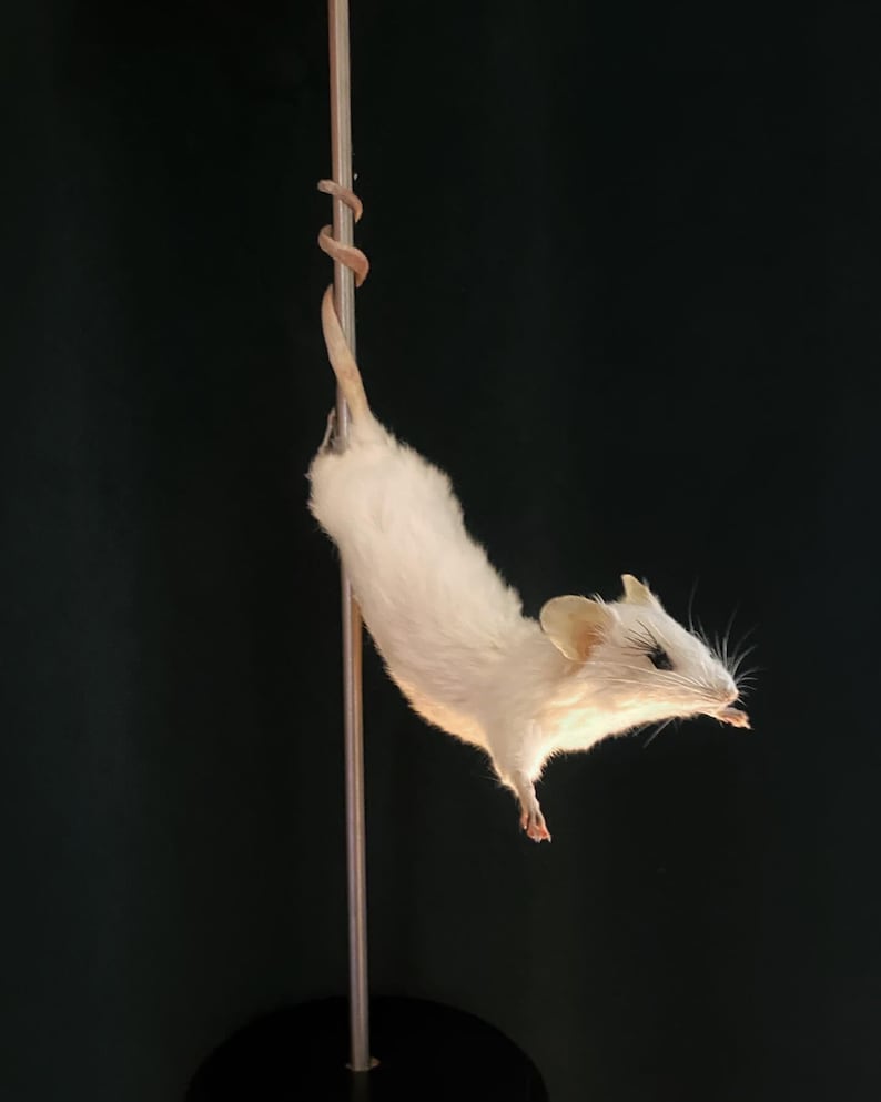 Taxidermy Pole Dancing Stripper Mouse Unusual Oddities Homeware Gothic ...