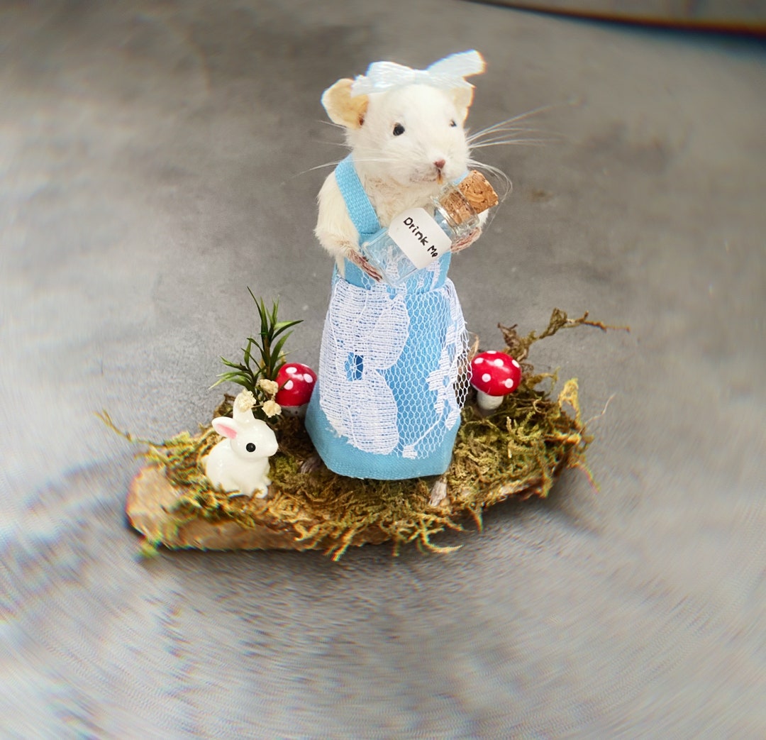 Taxidermy Alice in Wonderland Mouse - Etsy