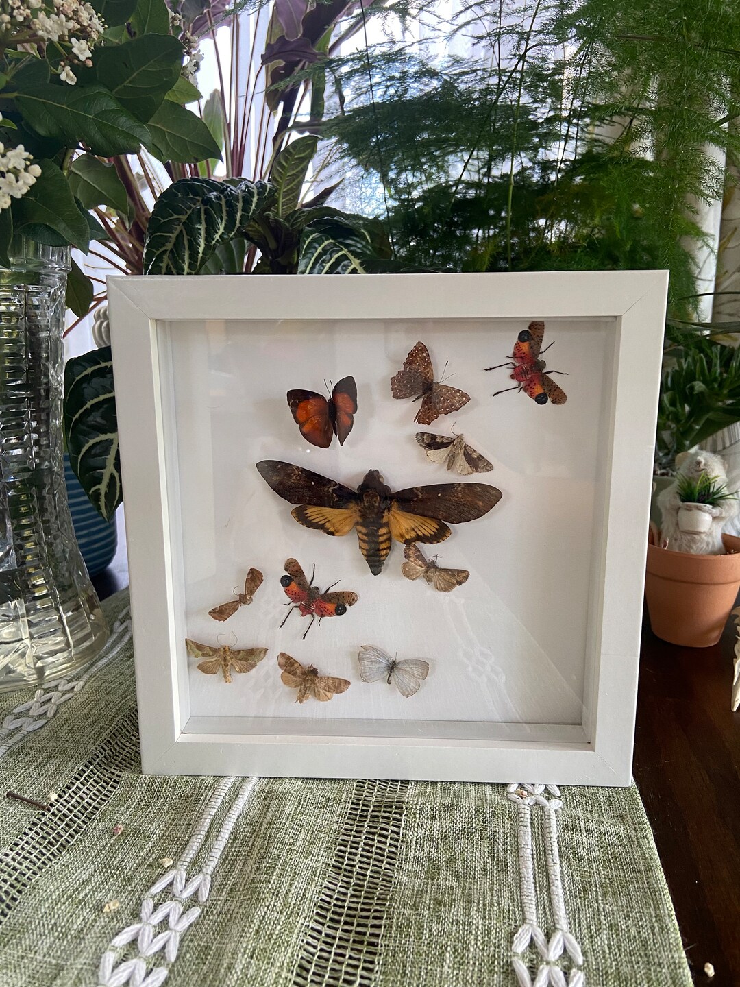 Death Head Hawk Moth & Friends Frame - Etsy