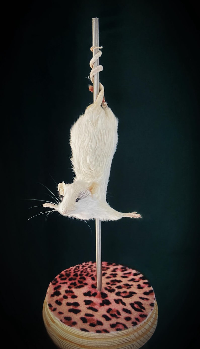 Taxidermy Pole Dancing Stripper Mouse Etsy