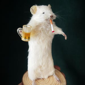 Taxidermy Smoking Drinking Beer Drunk Mouse Funny Gift for Him Her - Etsy