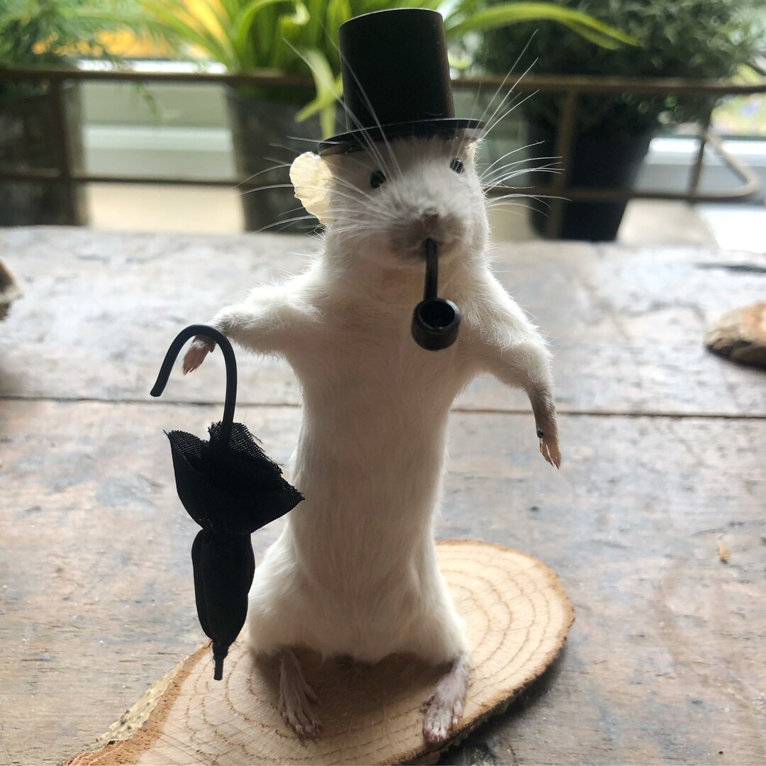 Taxidermy Pipe Smoking Mouse Top Hat Oddities Curiosity Mice - Etsy UK