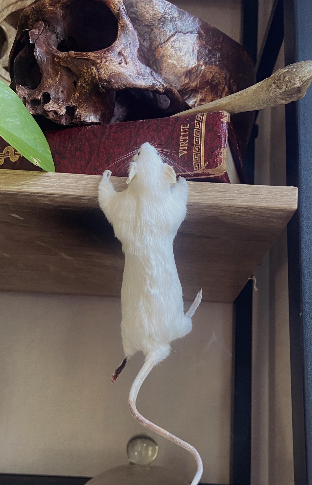 Taxidermy Shelf Hanging Mouse Unusual Oddities Gift - Etsy