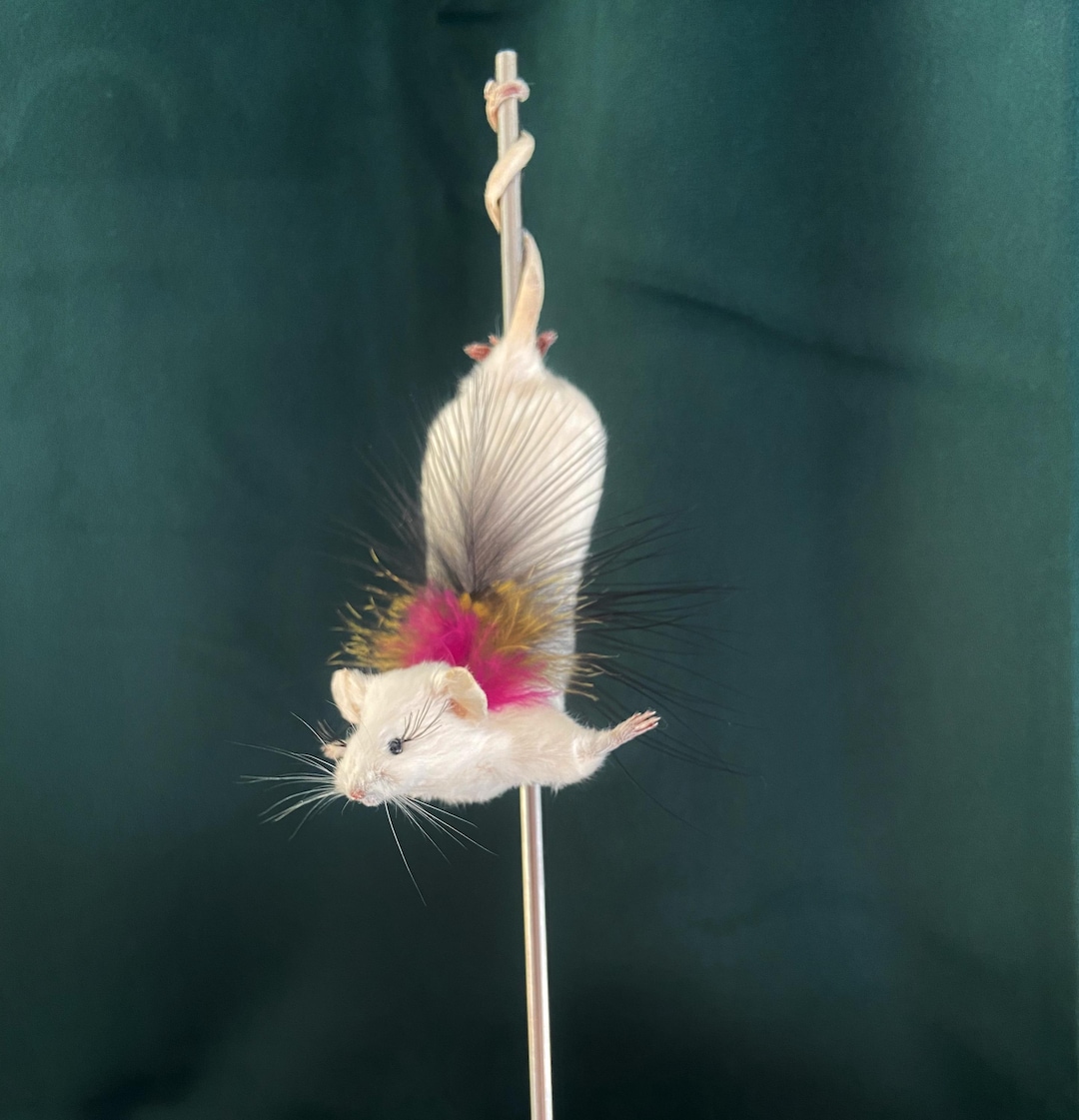 Taxidermy Pole Dancing Feather Stripper Mouse Anthropomorphic - Etsy