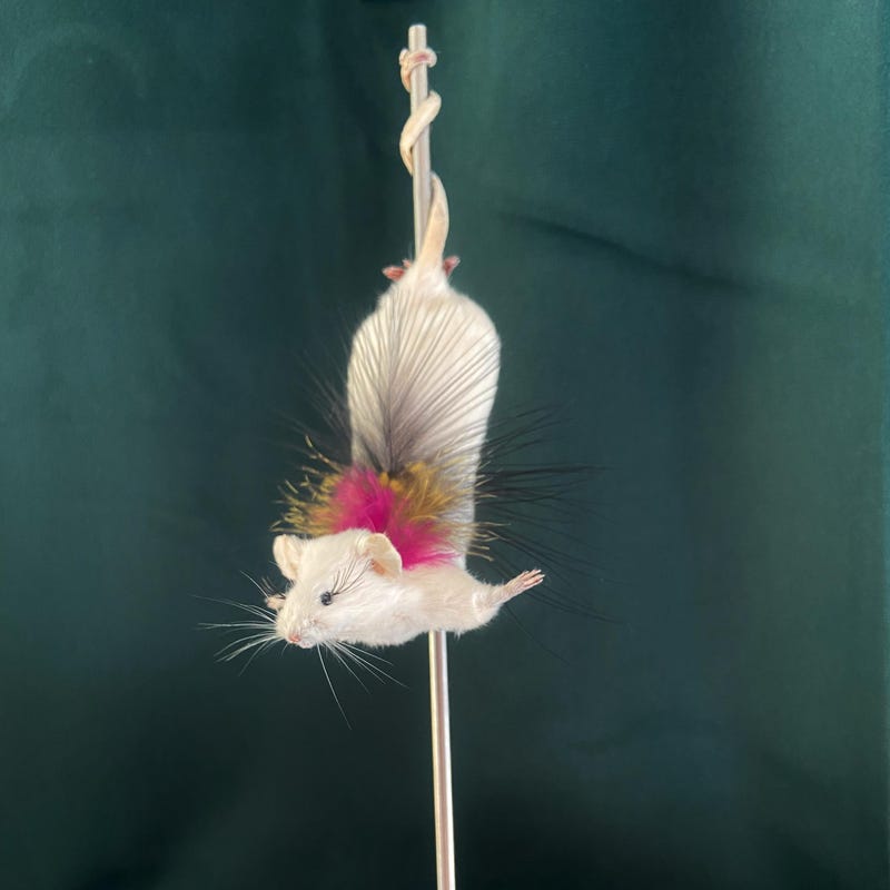 Taxidermy Rat - Etsy