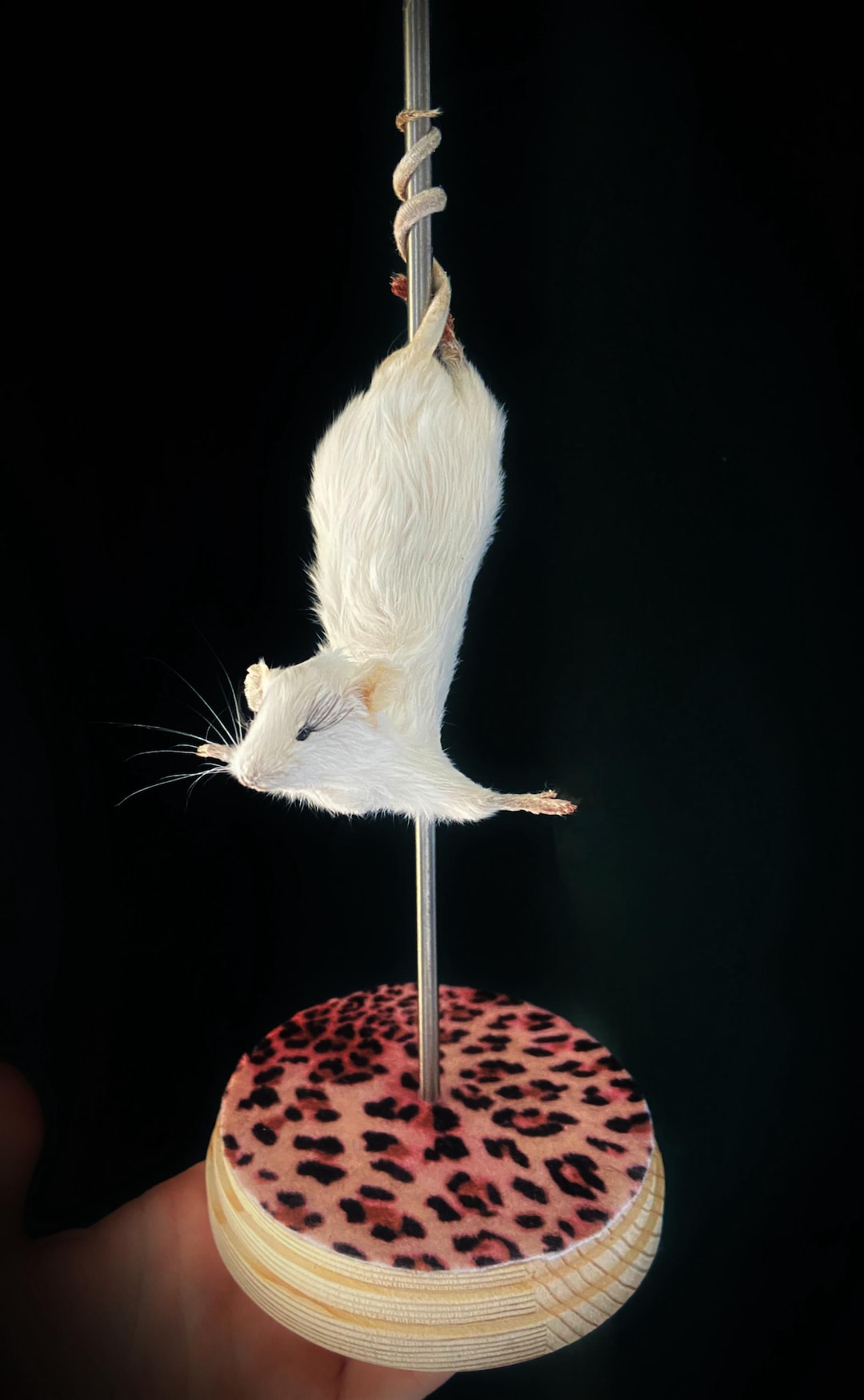Taxidermy Pole Dancing Stripper Mouse - Etsy