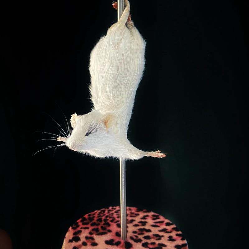Taxidermied Pole Dancing Rat - Etsy New Zealand