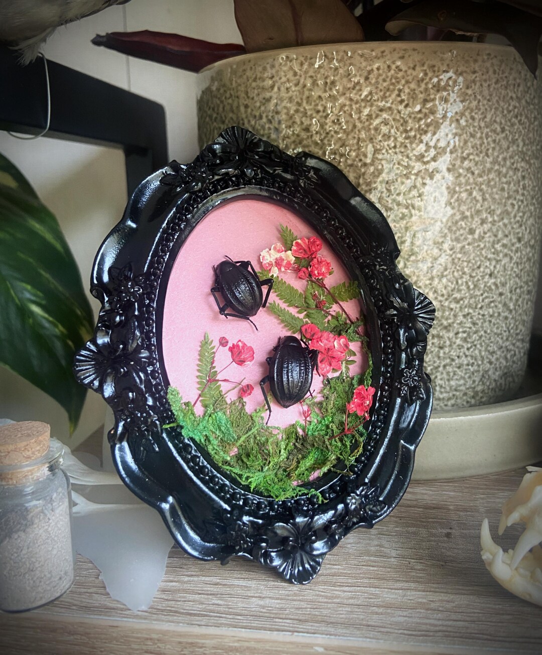 Taxidermy Blue Weevil Black Pink Frame Oddities Cabinet of Curiosity ...