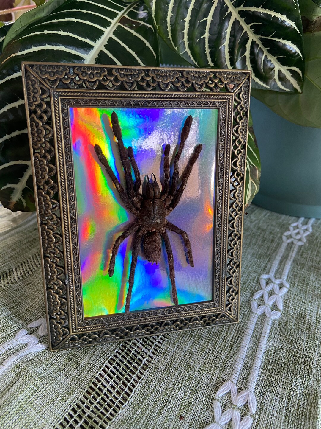 Taxidermy Tarantula in Vintage Frame Iridescent - Etsy
