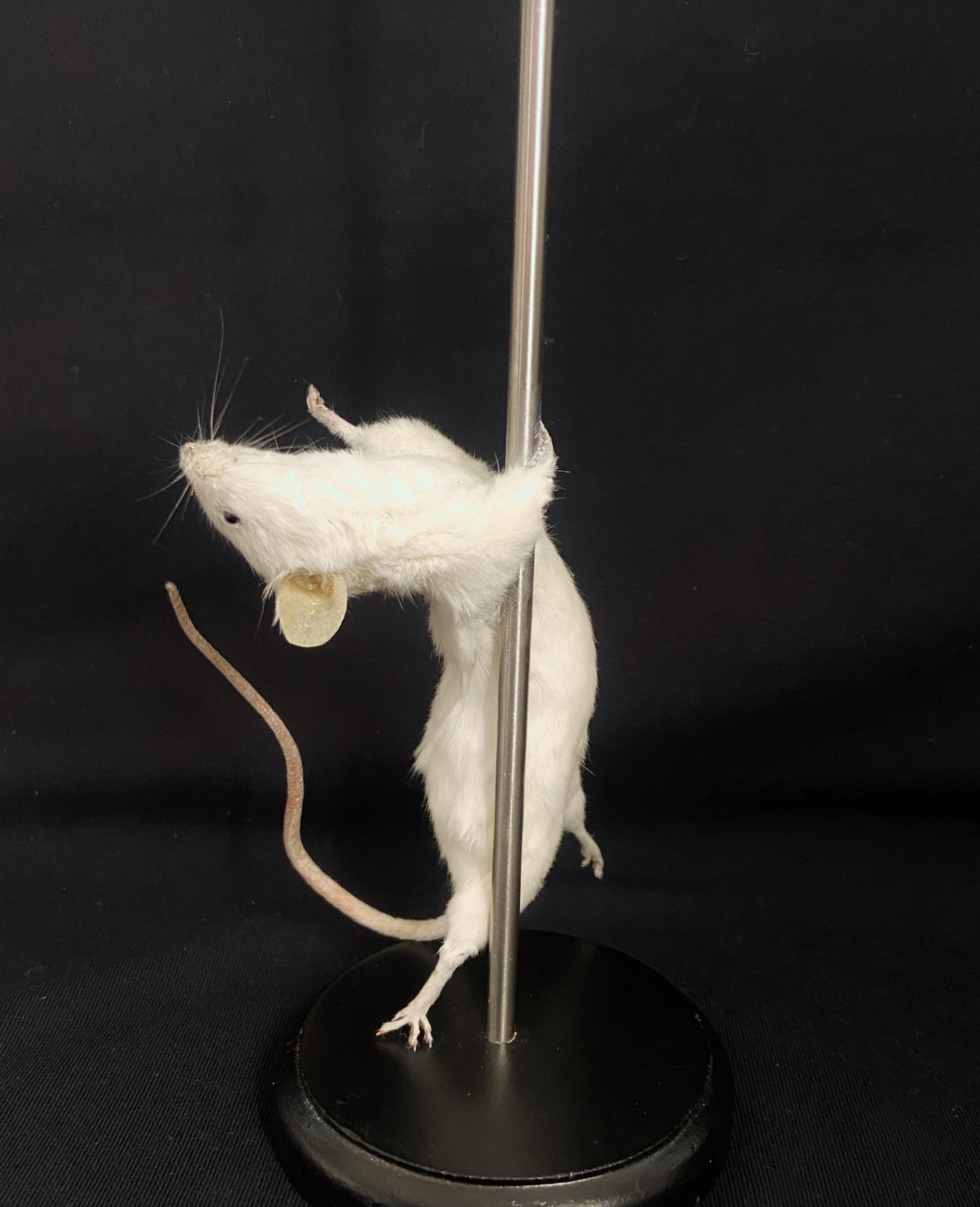 Taxidermy Pole Dancing Stripper Mouse - Etsy