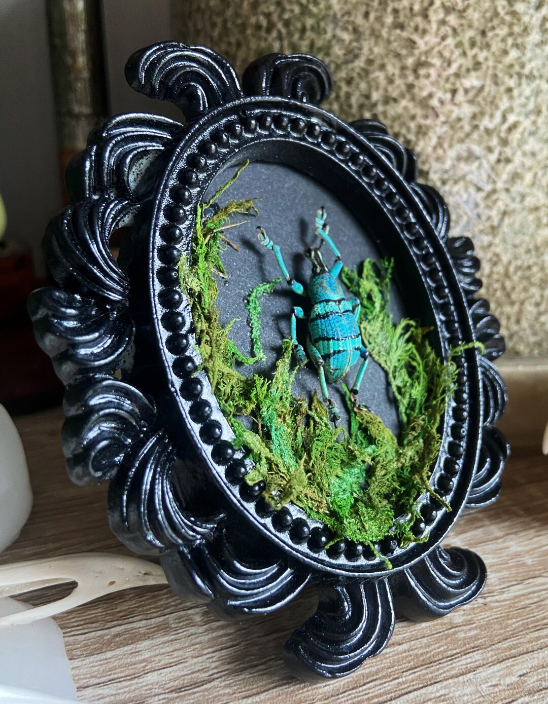 Taxidermy Blue Weevil Frame Oddities Cabinet of Curiosity - Etsy