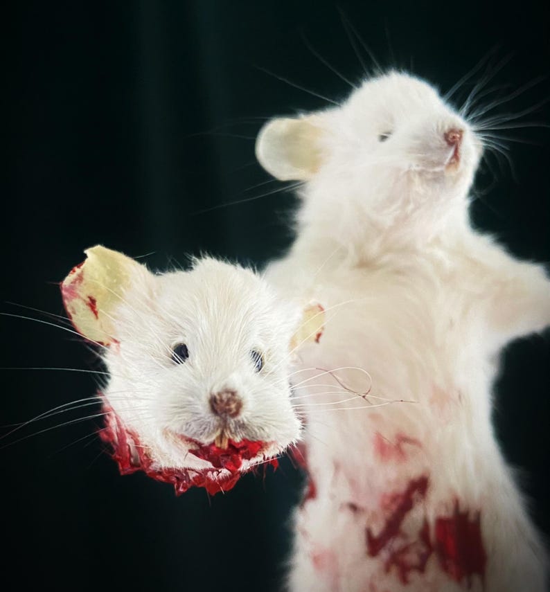 Taxidermy Mouse / Horror Fan Gift / Ed Gein Art / Gothic Homeware - Etsy